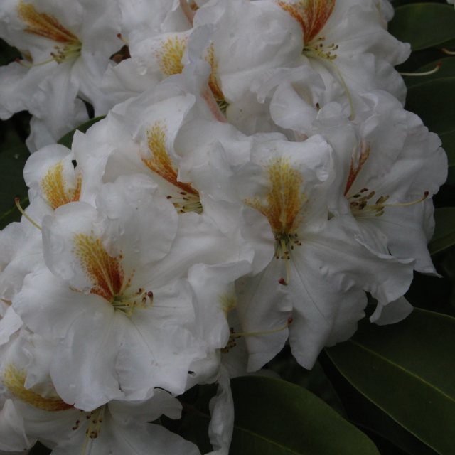 Rhododendron White Gold - Tall Hybrid Rhododendrons - Millais Nurseries