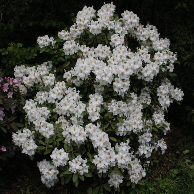 Rhododendron White Gold - Tall Hybrid Rhododendrons - Millais Nurseries