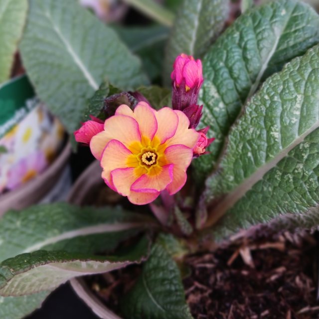 Primula Bucks Fizz - Companion Plants - Millais Nurseries