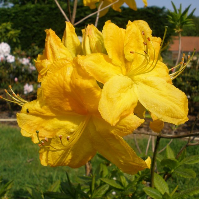 Ilam Melford Lemon Azalea - Buy Rhododendron Ilam Melford Lemon ...