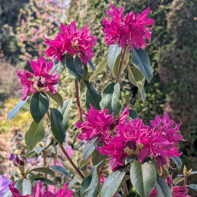Rhododendron concinnum Pseudoyanthinum 'Tower Court Red' - Small Leaved ...