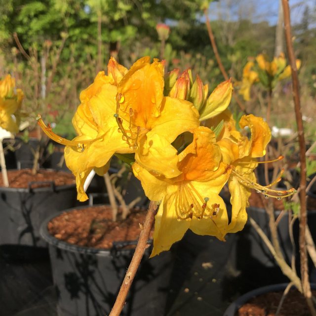Deciduous Azalea Golden Oriole AGM - Deciduous Azaleas - Millais Nurseries