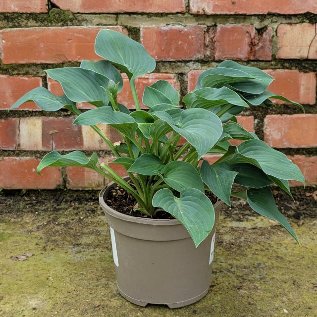 Hosta Halcyon AGM - Companion Plants - Millais Nurseries