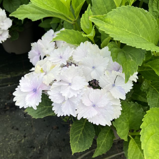 Hydrangea macrophylla 'Koria' AGM - Hydrangeas - Millais Nurseries