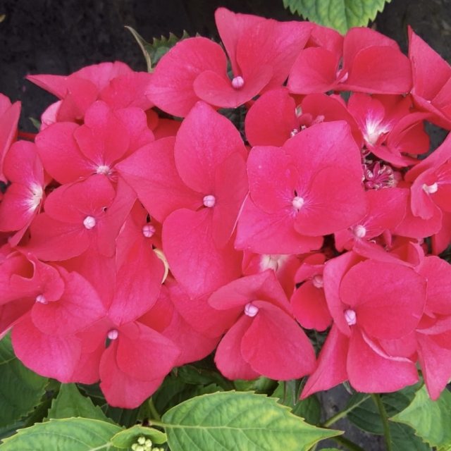 Hydrangea macrophylla 'Kardinal' AGM - Hydrangeas - Millais Nurseries