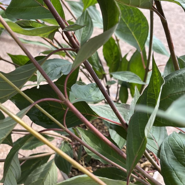 Cornus alba Nightfall - Cornus - Millais Nurseries