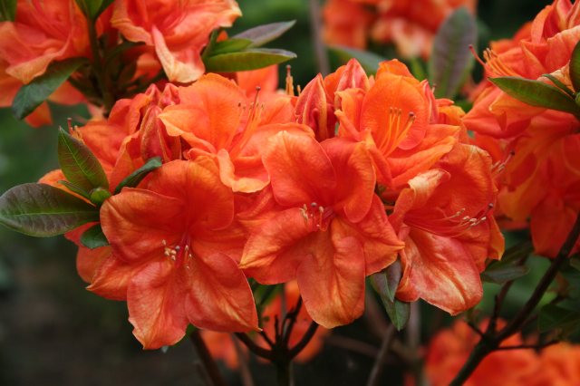 Deciduous Azalea Goldköpfchen (Gold Head) - Deciduous Azaleas - Millais ...