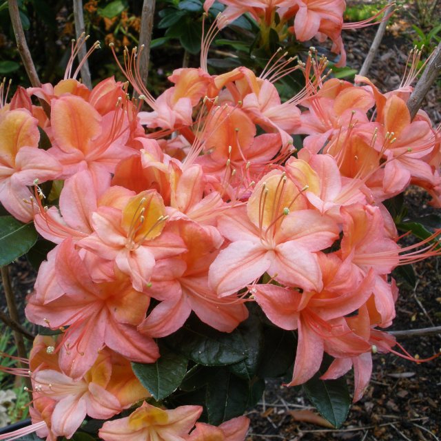 Deciduous Azalea Midsummer Coral - Deciduous Azaleas - Millais Nurseries