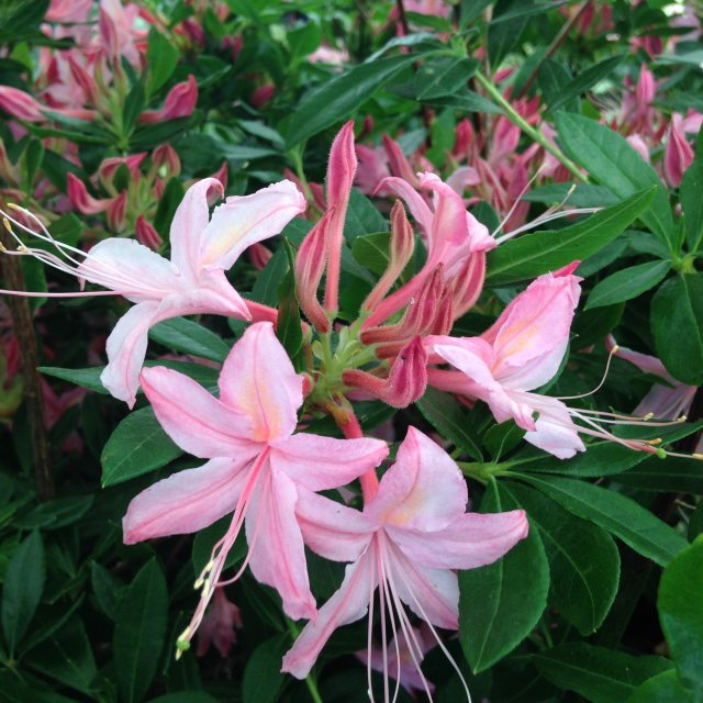 Deciduous Azalea Midsummer Star - Deciduous Azaleas - Millais Nurseries
