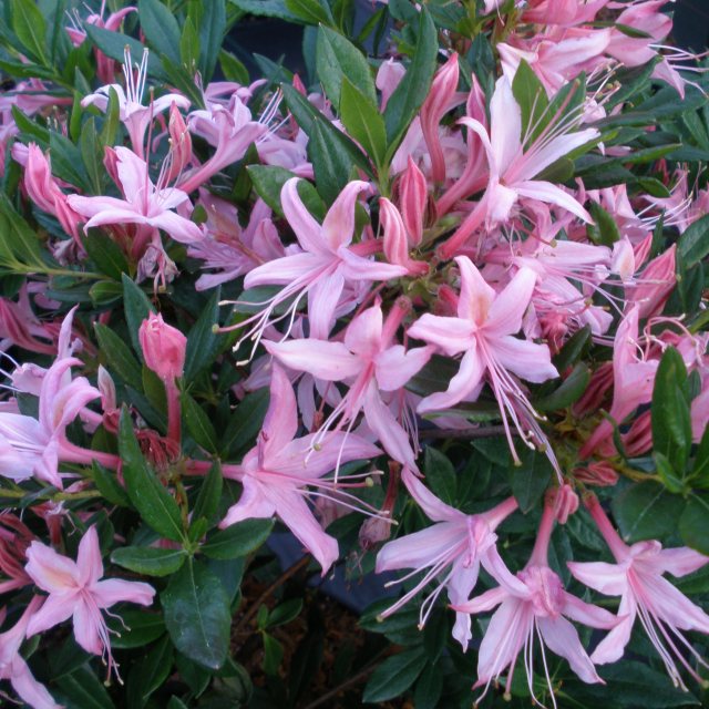 Deciduous Azalea Midsummer Star - Deciduous Azaleas - Millais Nurseries