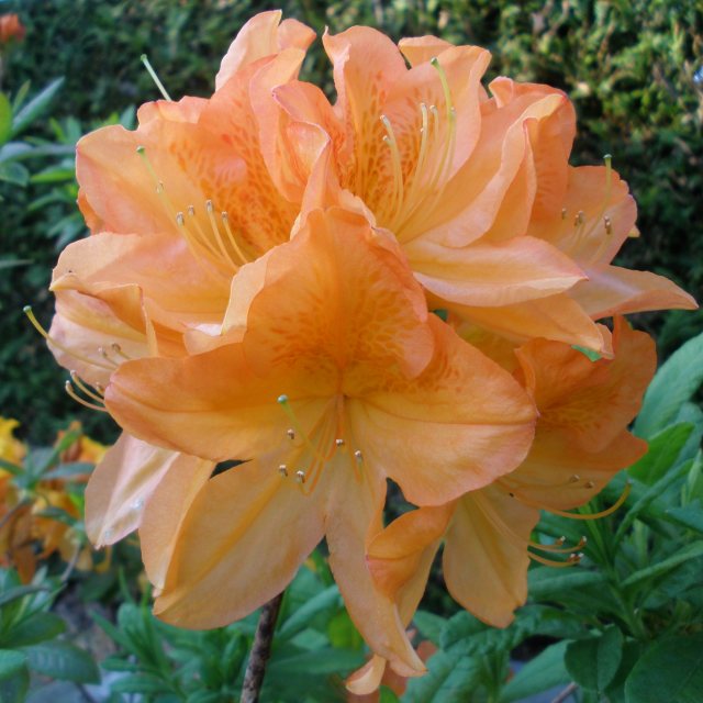 Queen Emma Deciduous Azalea - Buy Rhododendron Queen Emma online ...