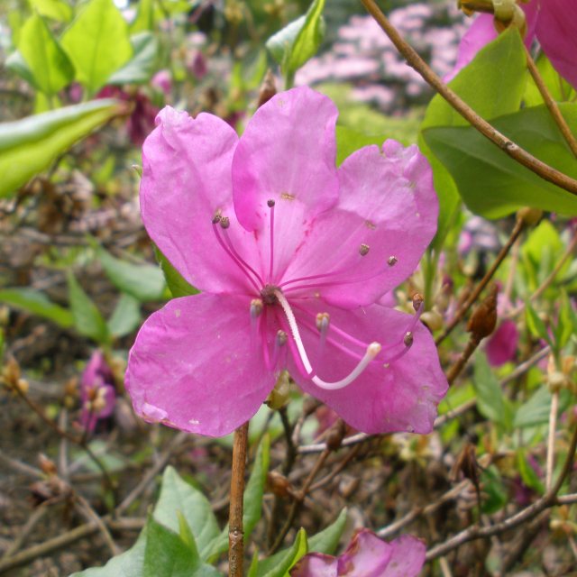 reticulatum Deciduous Azalea - Buy Rhododendron reticulatum online ...