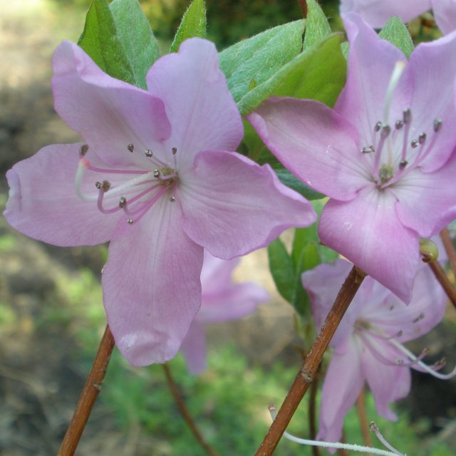 reticulatum Deciduous Azalea - Buy Rhododendron reticulatum online ...