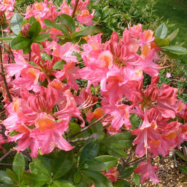 Rosy Fire Deciduous Azalea - Buy Rhododendron Rosy Fire online ...