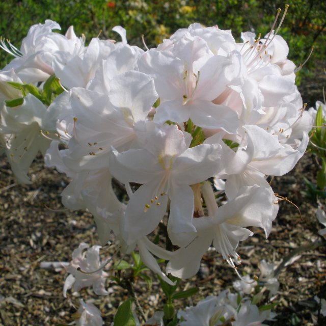 White Lights Deciduous Azalea - Buy Rhododendron White Lights online ...