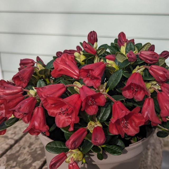 Carmen Dwarf Rhododendron - Buy Rhododendron Carmen online - Millais ...