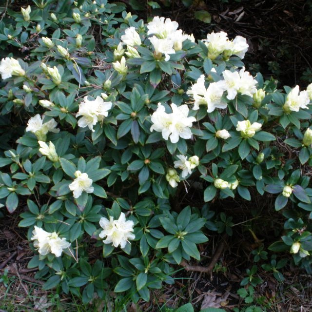 Patty Bee Dwarf Rhododendron - Buy Rhododendron Patty Bee online ...