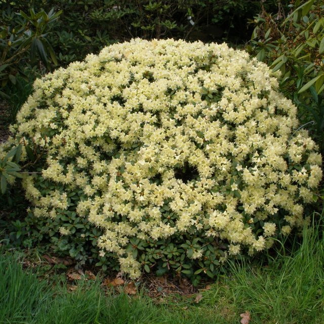 Princess Anne Dwarf Rhododendrons - Buy Rhododendron Princess Anne ...