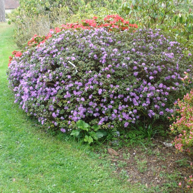 Ramapo Dwarf Rhododendrons - Buy Rhododendron Ramapo Online - Millais ...