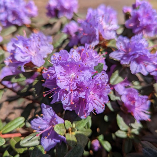 Ramapo Dwarf Rhododendrons - Buy Rhododendron Ramapo Online - Millais ...