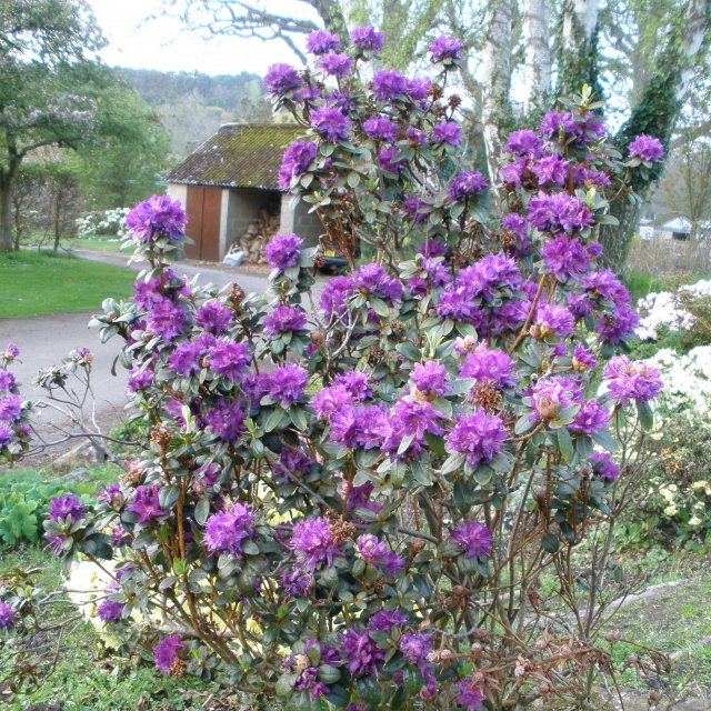 russatum Dwarf Rhododendrons - Buy Rhododendron russatum Online ...