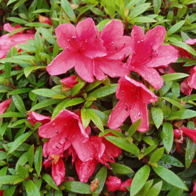 Alexander Evergreen Azalea - Buy Rhododendron Alexander AGM online ...