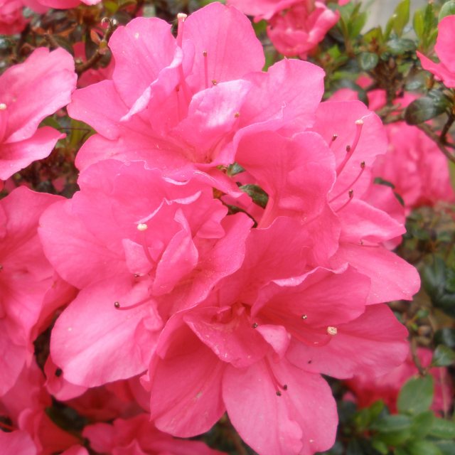 Canzonetta Evergreen Azalea - Buy Rhododendron Canzonetta online ...