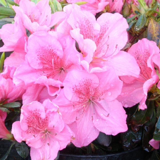 Evergreen Azalea Dearest - Buy Dearest Rhododendrons online - Millais ...
