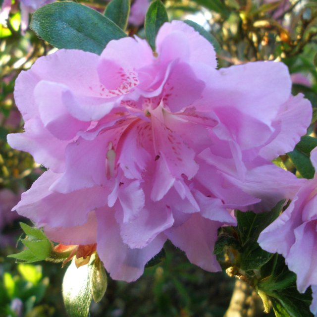 Elsie Lee Evergreen Azalea - Buy Rhododendron Elsie Lee online ...