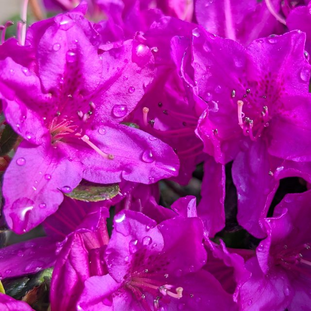Evergreen Azalea Lady Dark - Evergreen Azaleas - Millais Nurseries