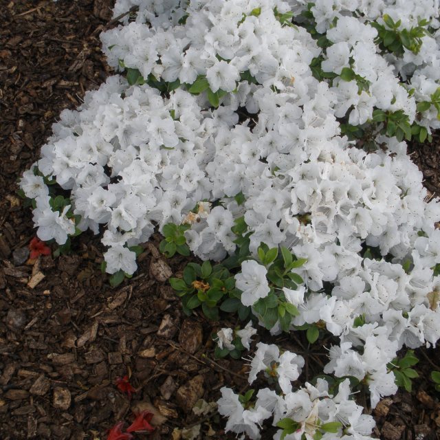Panda Evergreen Azalea - Buy Rhododendron Panda online - Millais Nurseries
