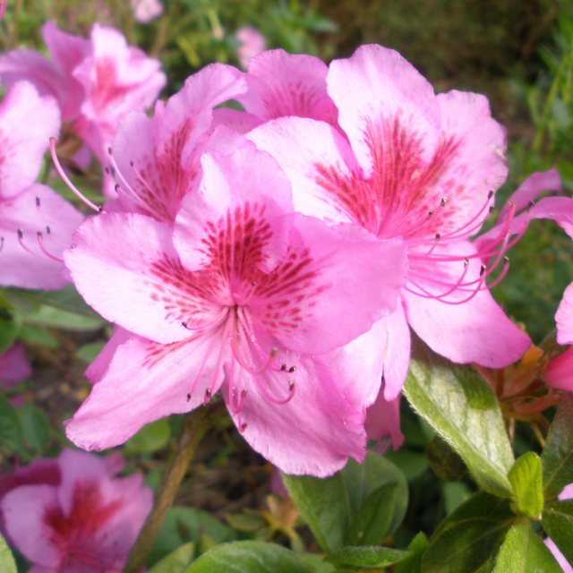 Azalea Peppina - Buy Peppina Rhododendrons online - Millais Nurseries