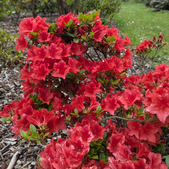 Evergreen Azalea Racoon - Millais Nurseries