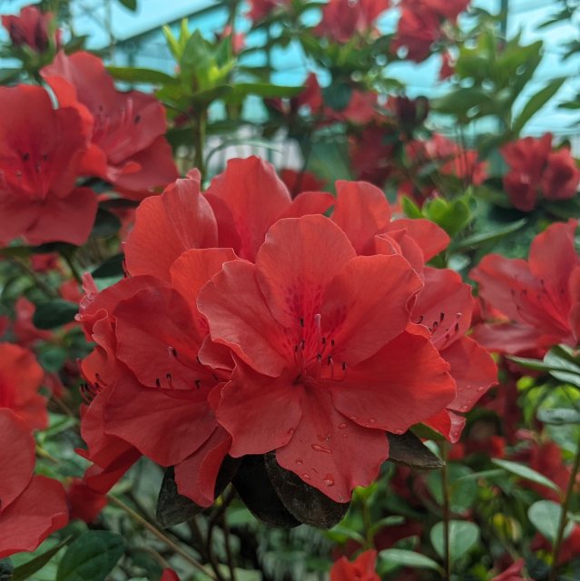 Santa Maria Evergreen Azalea - Buy Rhododendron Santa Maria online ...