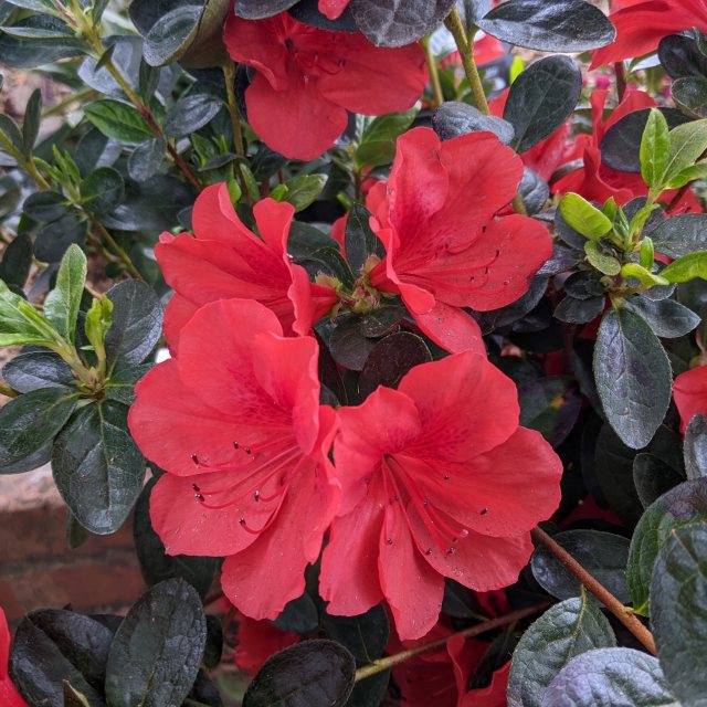 Santa Maria Evergreen Azalea - Buy Rhododendron Santa Maria online ...