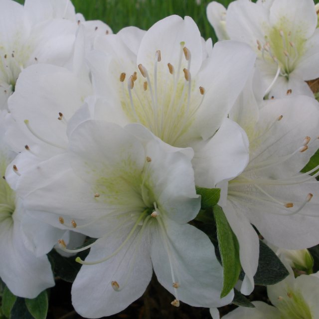 Snow Hill Evergreen Azalea - Buy Rhododendron Snow Hill online ...