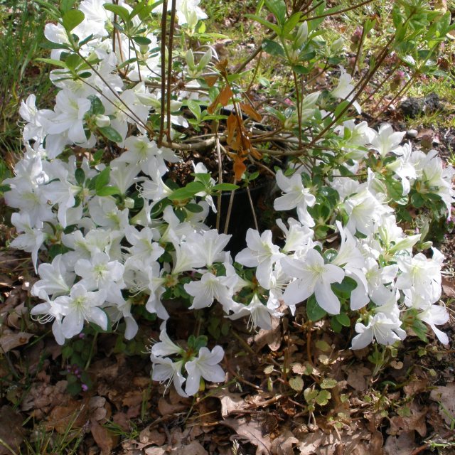 White Lady Evergreen Azalea - Buy Rhododendron White Lady online ...