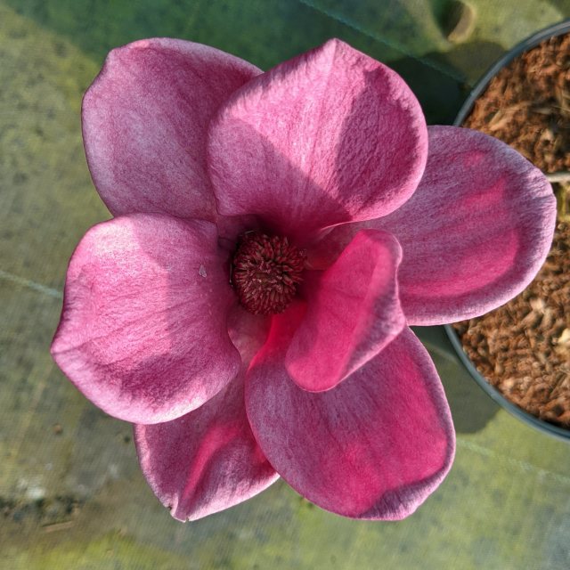 Magnolia Genie - Magnolias - Millais Nurseries