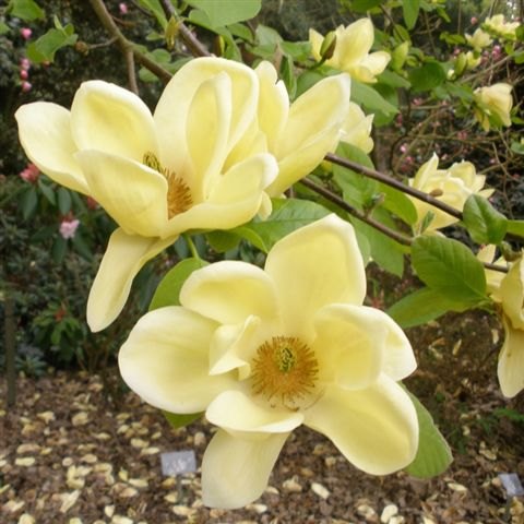 Buy Magnolia Lois online - Magnolia Lois online - Millais Nurseries