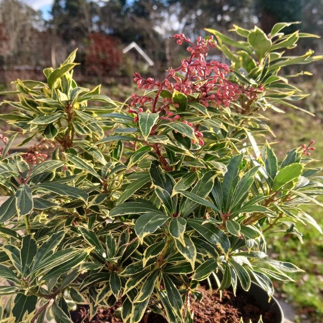 Pieris japonica Variegata - Buy variegated Pieris online - Millais ...