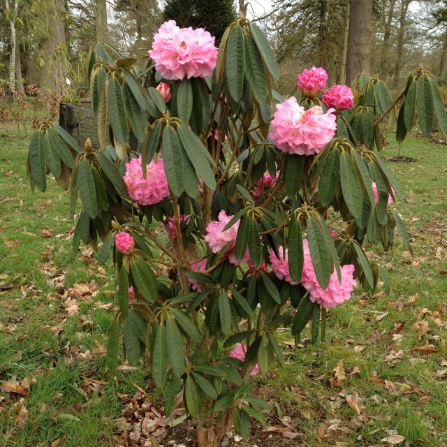 Rhododendron arboreum 'Tony Schilling' - arboreum Rhododendrons ...