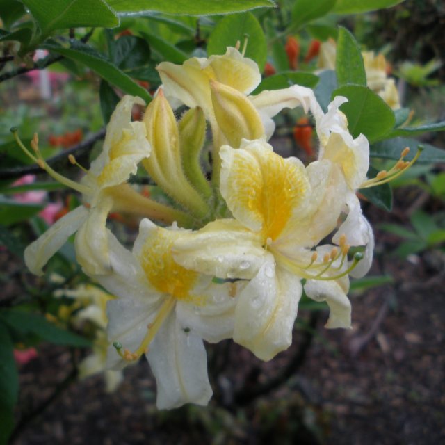 Deciduous Azalea Crosswater Cream and Gold - Deciduous Azaleas ...