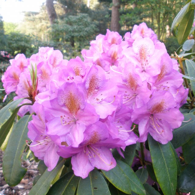 Rhododendron Blutopia - Buy Blutopia Rhododendrons Online - Millais ...