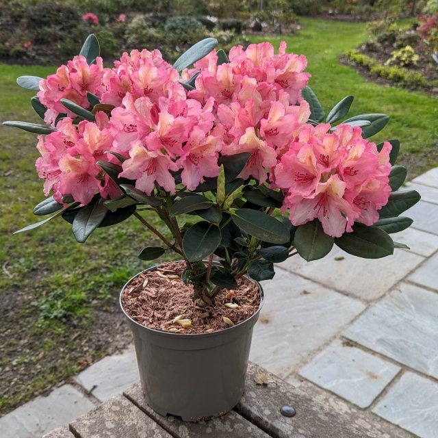 Rhododendron Brasilia - Buy Brasilia Rhododendrons Online - Millais ...