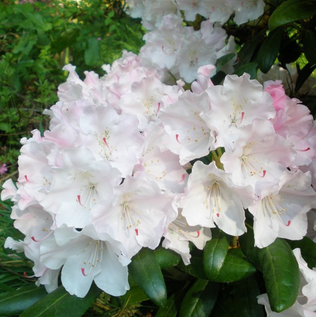 Crete Rhododendron AGM - Buy Crete yakushimanum Rhododendrons online ...